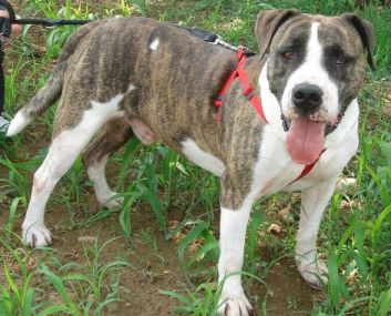 Un Pit Bull Per Amico: ADOTTATO!!! SPIKE - incrocio Pit Bull maschio a ...