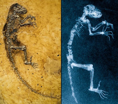 Noticias: El Eslabón Perdido: Evolución del Hombre