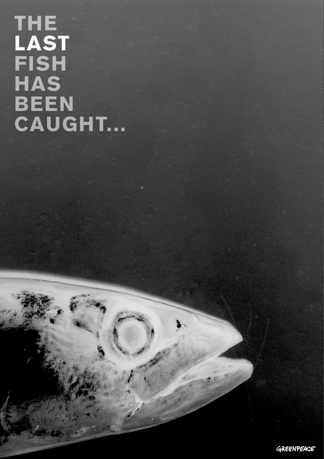 Katherine White: awareness poster campaign for greenpeace