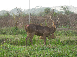 TERNAKAN RUSA, KAMBING, LEMBU, AYAM KAMPUNG, ITIK, ANGSA