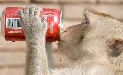 Animals love chilled soft drinks and beer!!! | Animals' world