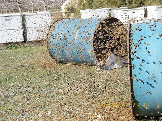 What Should I Be Doing With My Bees This Month?: Queen Cell Builder ...