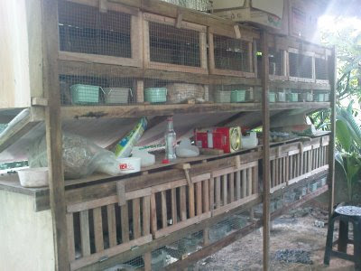 RABBIT OF PARADISE: Design Rumah/Sangkar/Reban arnab