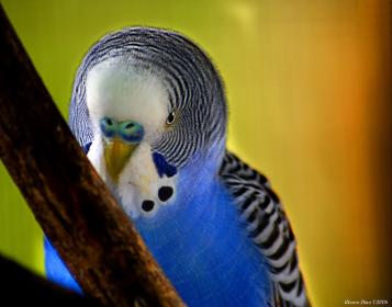 POR UM MUNDO MELHOR....: O periquito azul