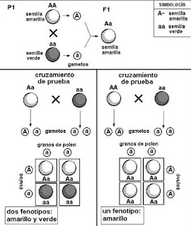 BIOLOGIA II: Gen homosigoto dominante y gen homocigoto resecivo.