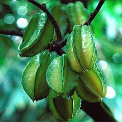 Hopelessly Flawed: Balimbing