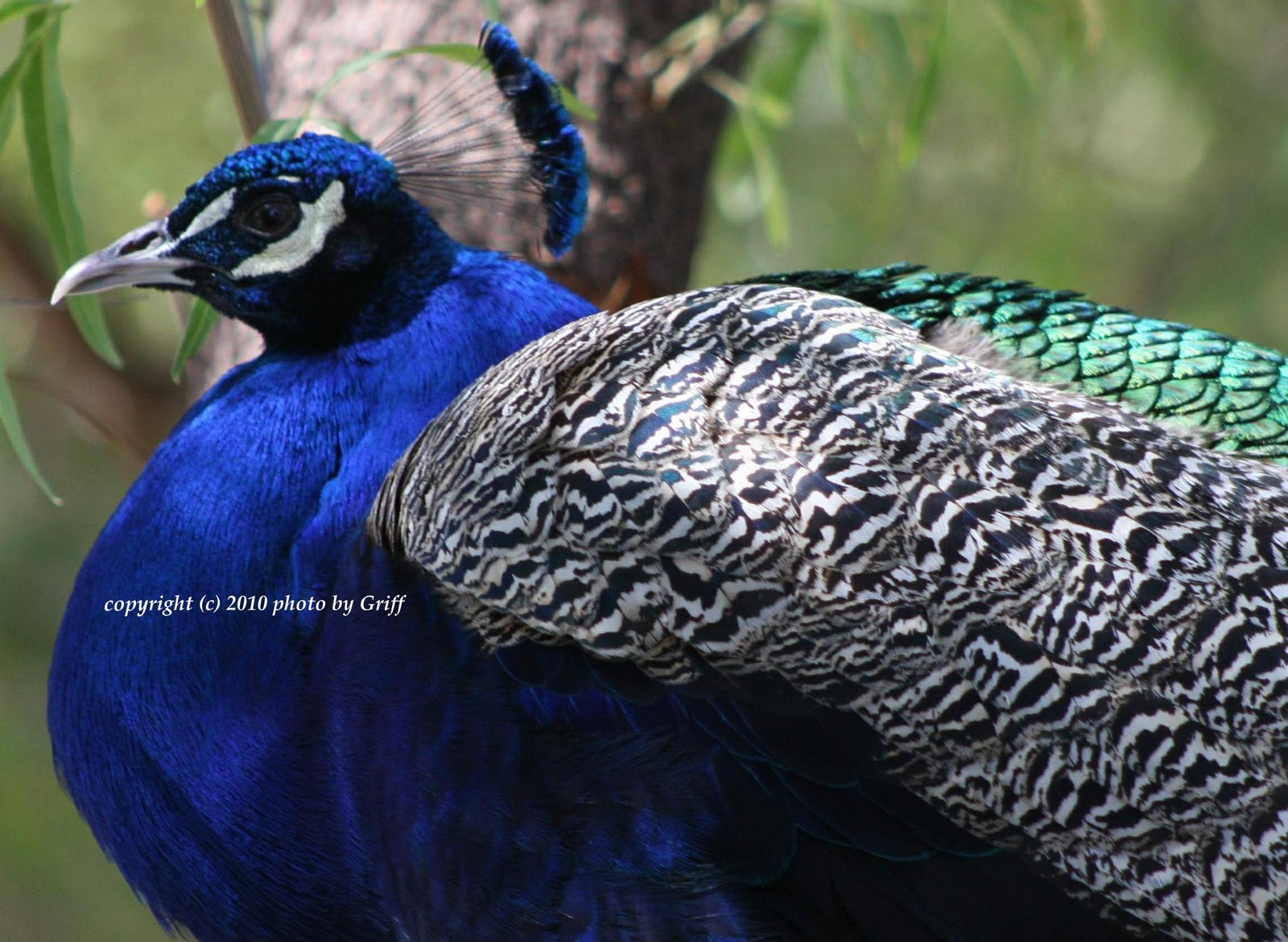 Griff's Bird Photos: Peafowl (Indian Blue)