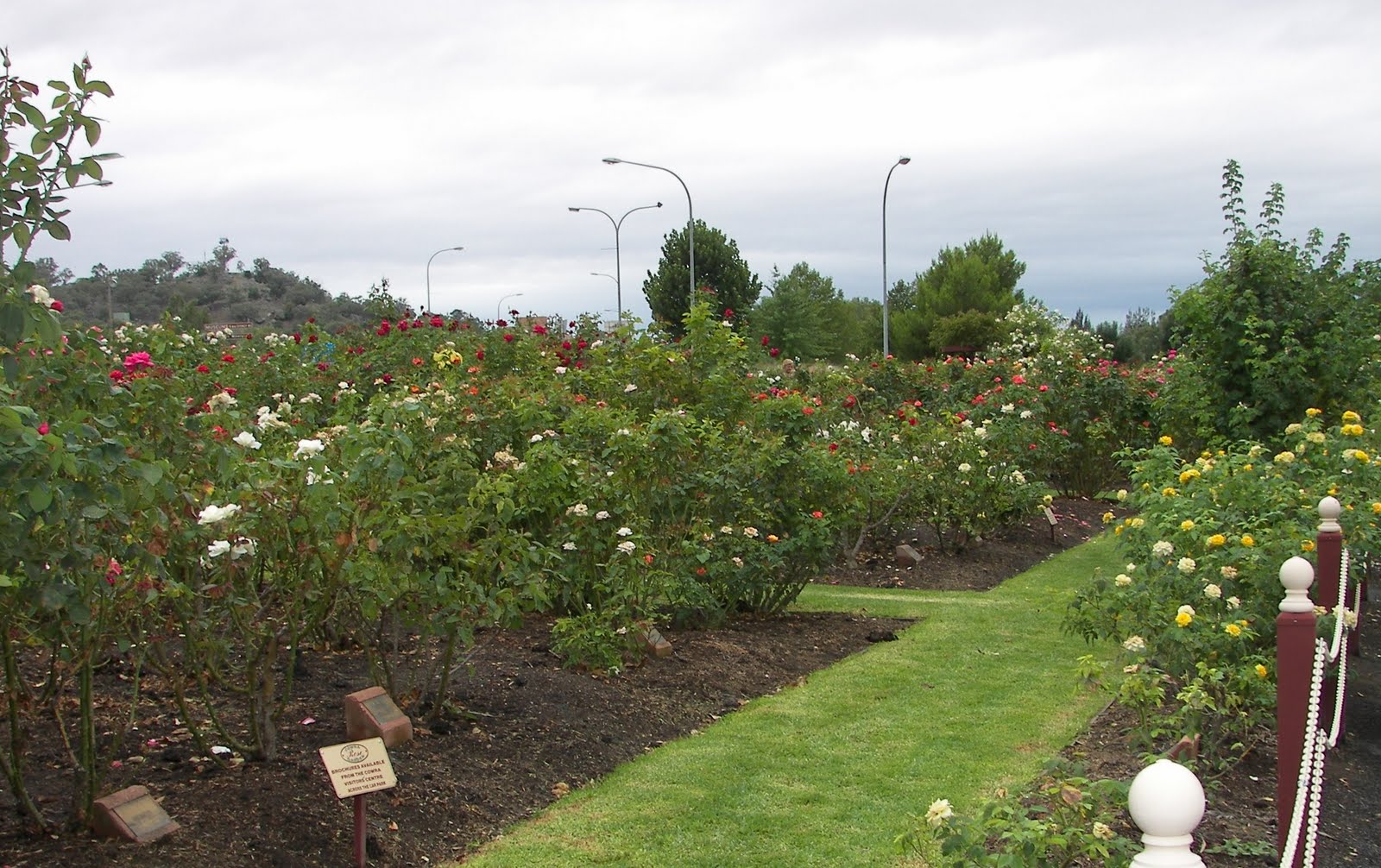 Tok Tok place: Cowra Memorial Rose Garden