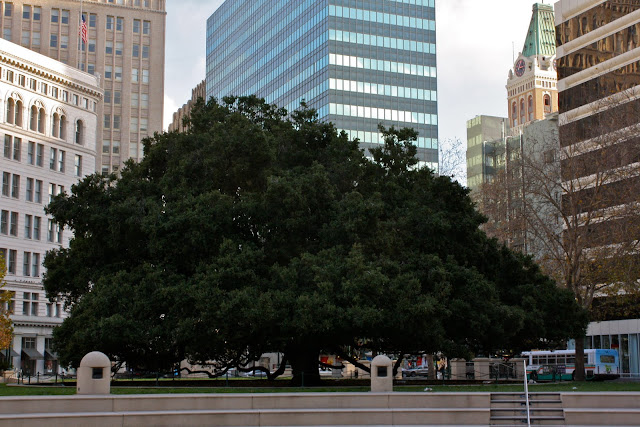 Oakland Daily Photo: The official Oakland oak tree