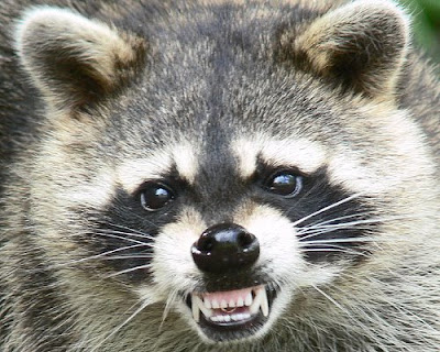 What's up with us?: Scary raccoons!