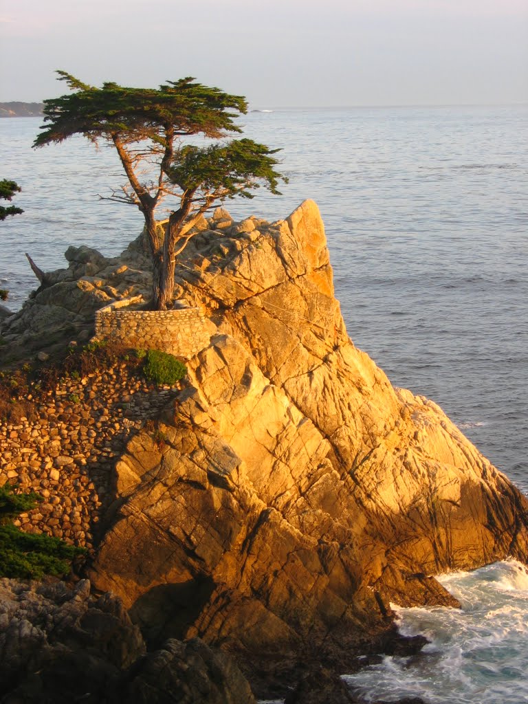 Lone Cypress in Monterey | Digital Picture Gallery