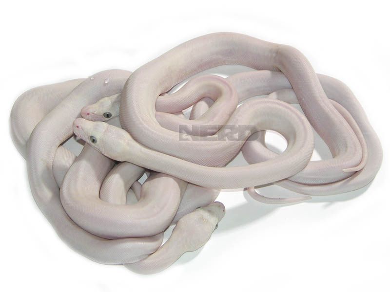 Leucistic Reticulated Python