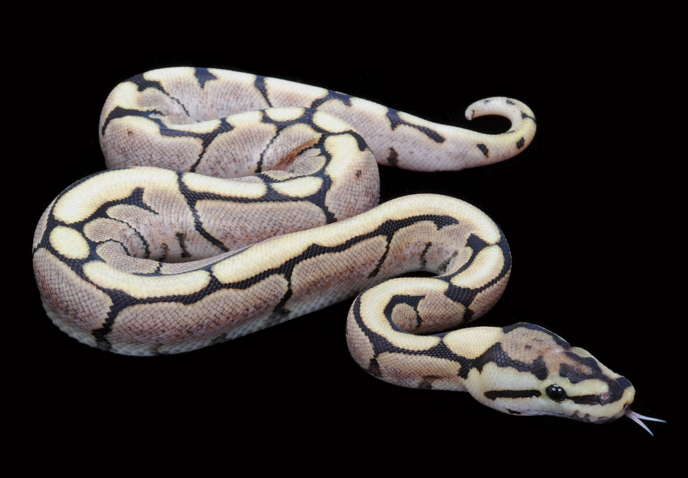 jungle life: spider ball python snaks pics