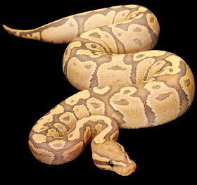jungle life: ball python morphs snakes pics and wallpapers