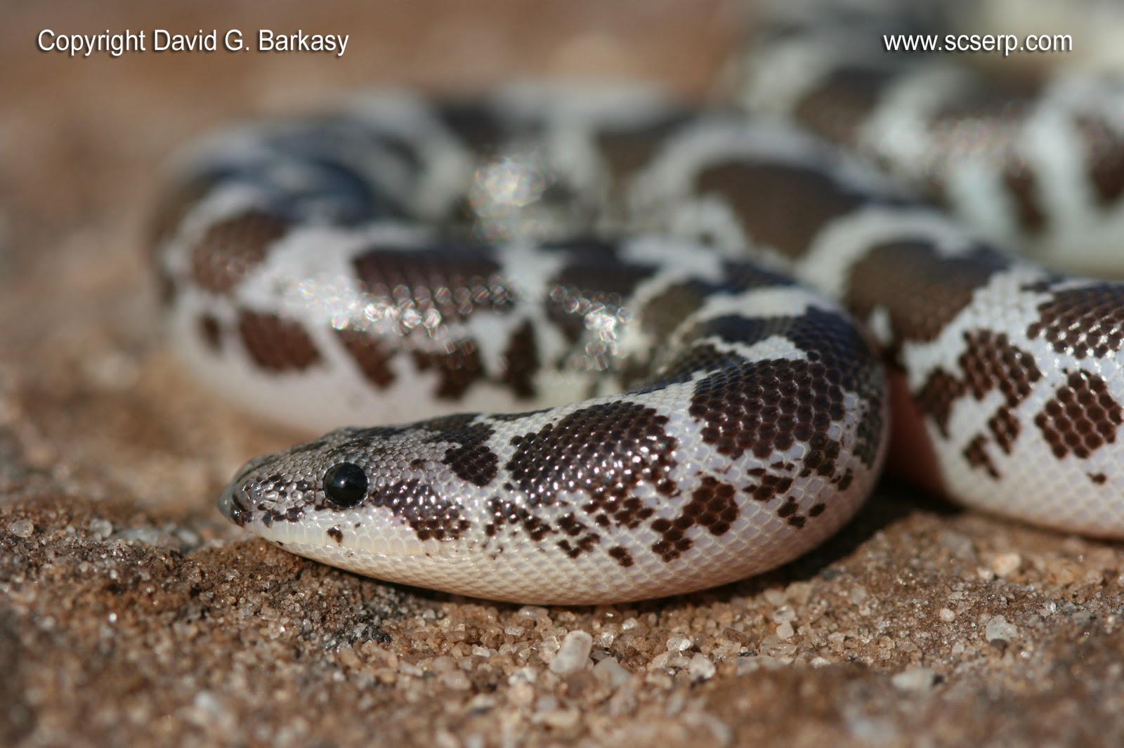 anerythristic kenyan sand boa | Cute snake, Pretty snakes, Reptile snakes