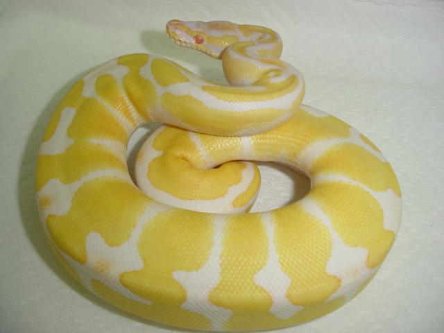 Hogwarts_ / Day 02; Pets