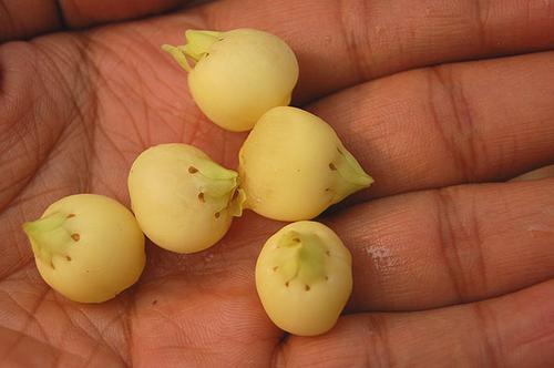 My Experiment With Indian Liquor: The Mahuli or Mahuwa drink of tribals ...