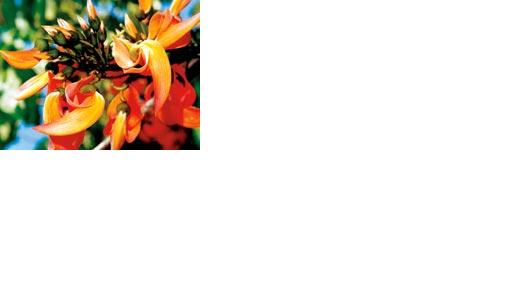 " WAKE-UP" with smile and satisfaction.: What is Butea Superba and ...