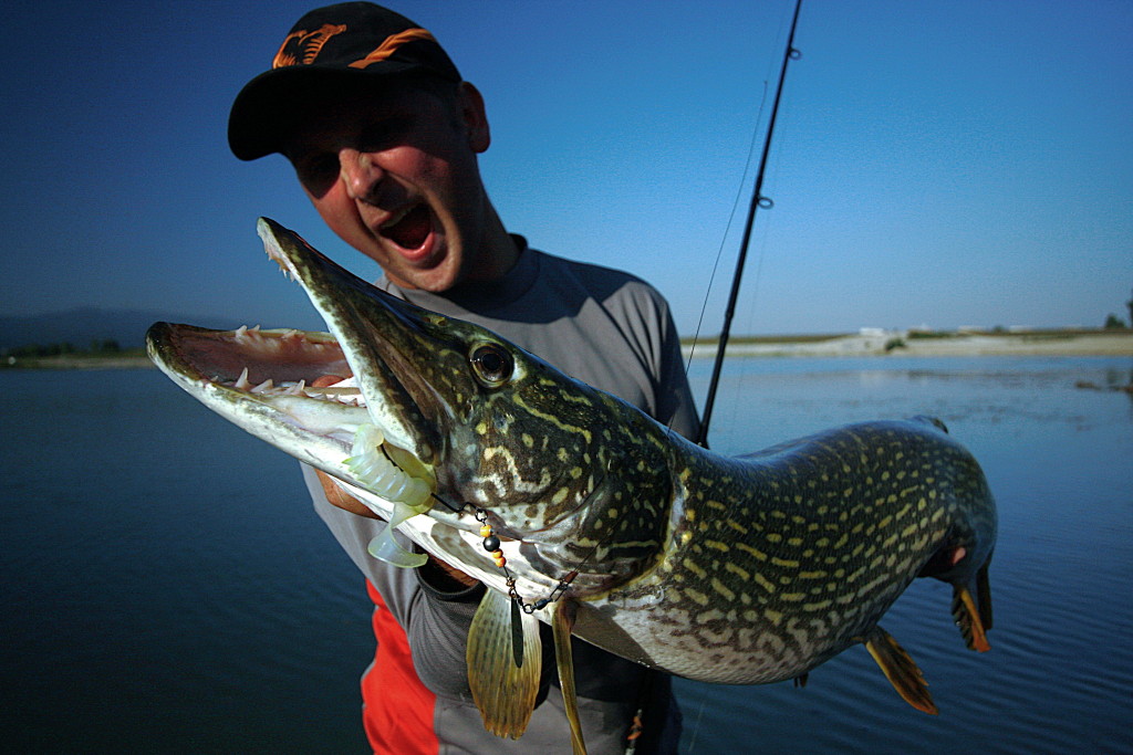 Fishing In Croatia (and in the neighbourhood): Head and tail of the ...