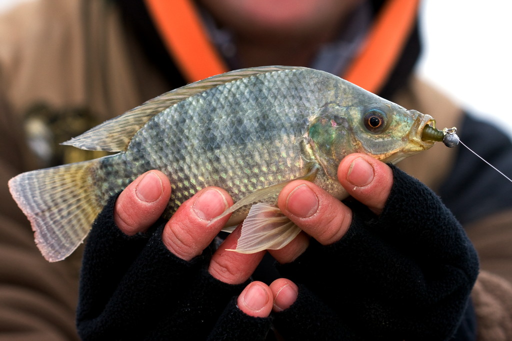 Fishing In Croatia (and in the neighbourhood): Tropical fishing for ...