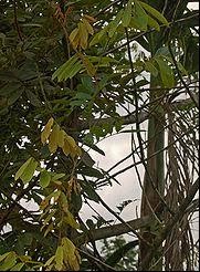 Anim Agro Technology: TUBA DAN KISAHNYA