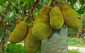 Anim Agro Technology: NANGKA
