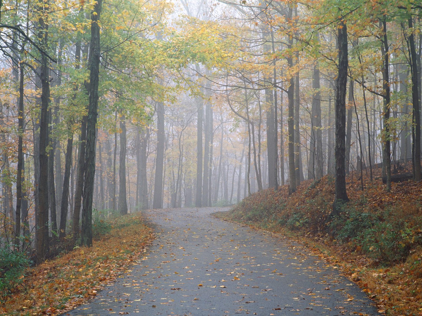 Resimler Duvarkağıtları Wallpapers: Ağaçlı Yol Resimleri