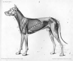 Melampous: Veterinary Drug Handbook. 3rd Edition. Donald C. Plumb. 1999.