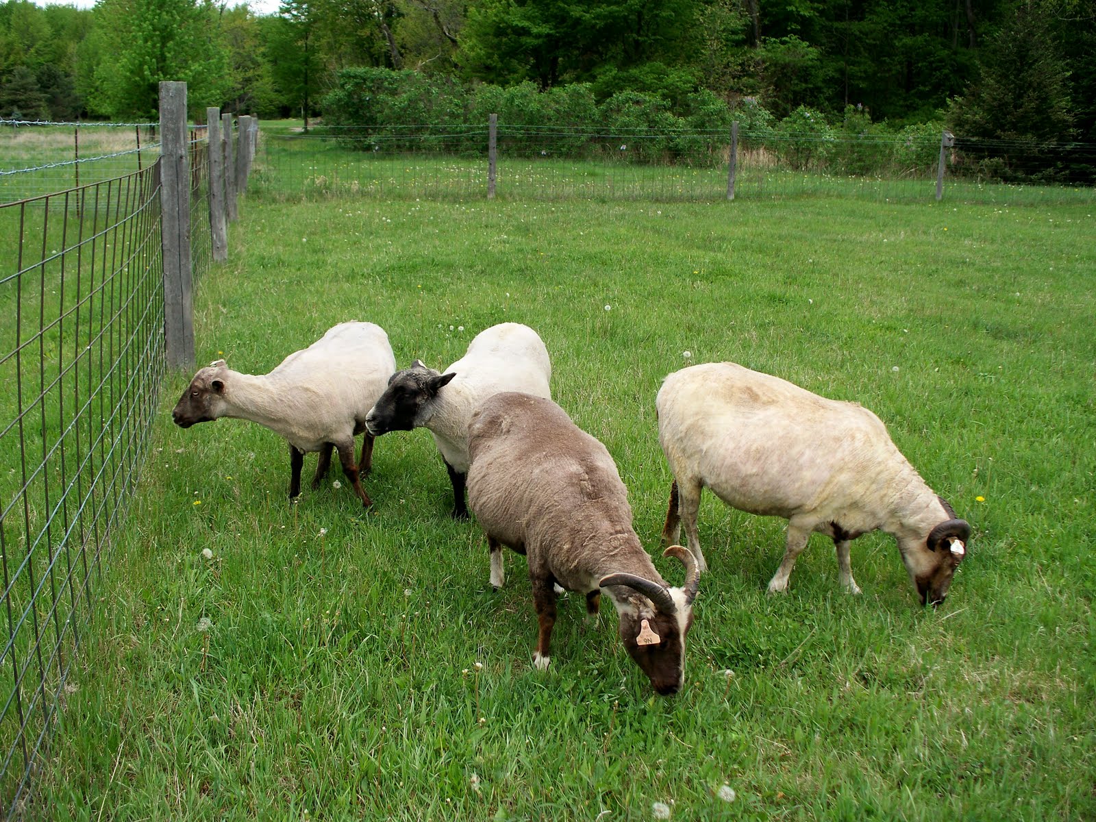 Country Cottage Primitives: Sheep Shearing Day at the Farm