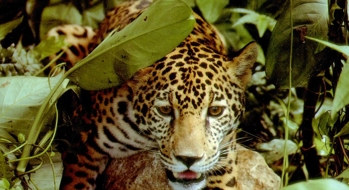 Paraguay y Uruguay: Los Animales de Paraguay