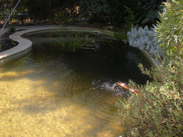 Simon's Swimming Pool - Aquaculture Conversion