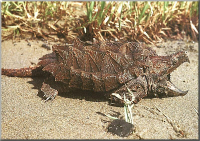 Weird-Freaky Pictures: Jan 26, 2007 » You can find amazing picture here ...