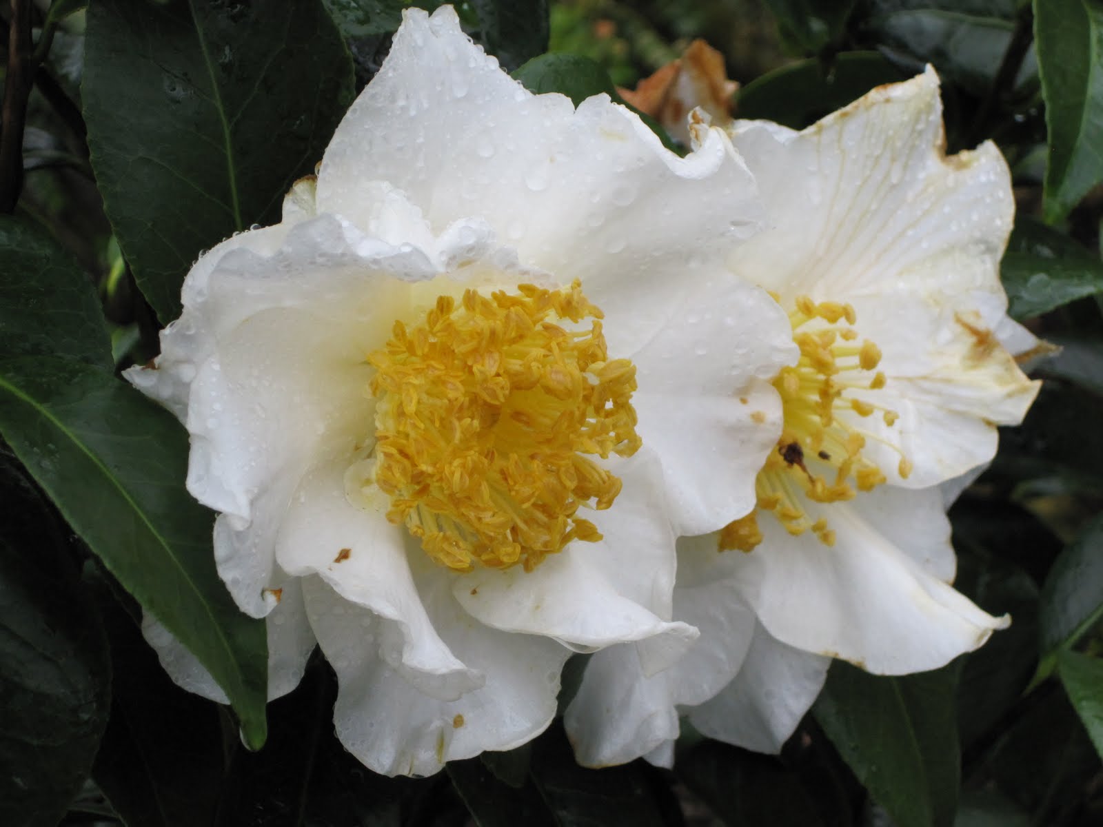 frowzy, frowsy - meddic