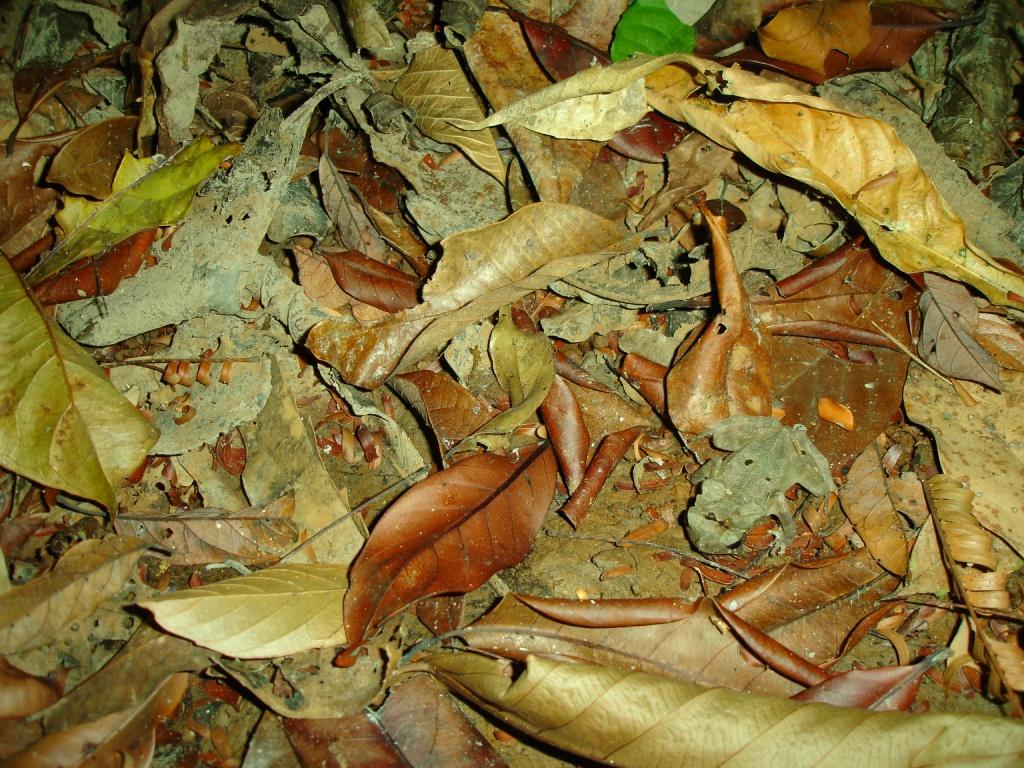 Environmental Science Hitchiti Experiment Forest