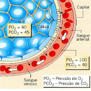 Joana_Bastos^^: Transporte passivo - Difusão simples