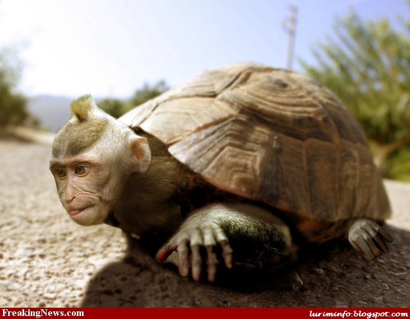 MONYET DAN KURA-KURA - LURIM INFO