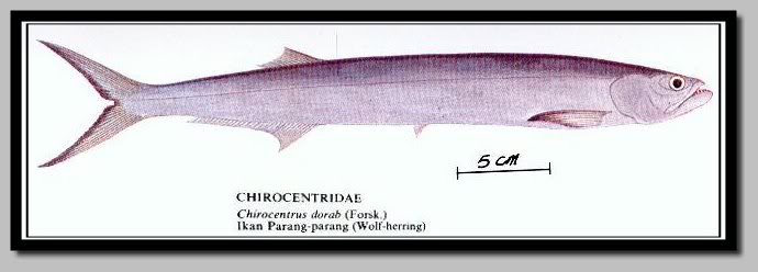 BiOLoGy...as they called it...: Anda suka makan ikan?Adakah anda tahu ...