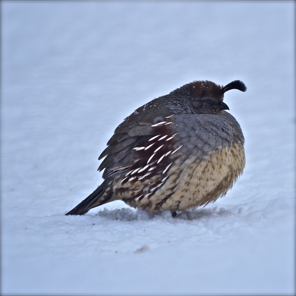 Payson Ponderings: Gambel's Quail in the Snow