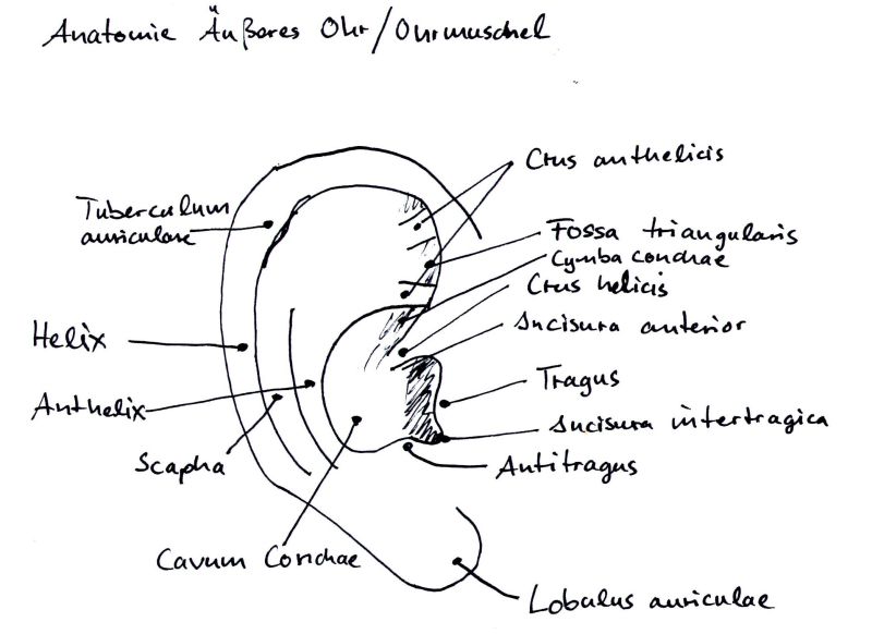 GEHÖRSCHUTZ-NACHRICHTEN: Teil 3/ Anatomie der Ohrmuschel (Auricula auris)