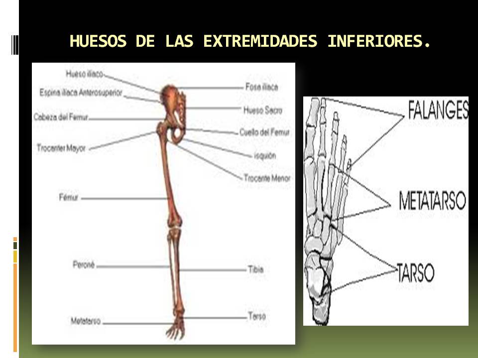 Anatomía y Fisiología humana: SISTEMA ESQUELÉTICO.
