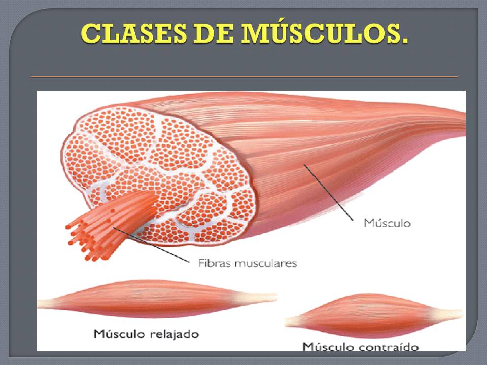 Anatomía y Fisiología humana: SISTEMA MUSCULAR.
