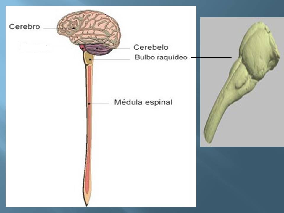 Anatomía y Fisiología humana: Sistema Nervioso.