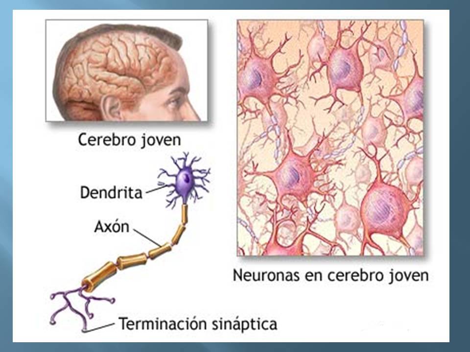 SISTEMA NERVIOSO CENTRAL: SISTEMA NERVIOSO CENTRAL HUMANO