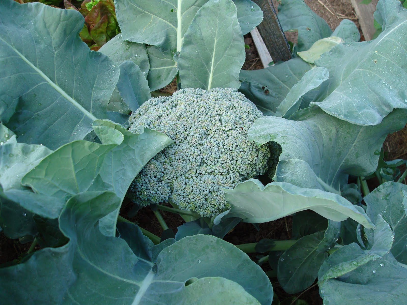 The Vegetable Garden: July 2010