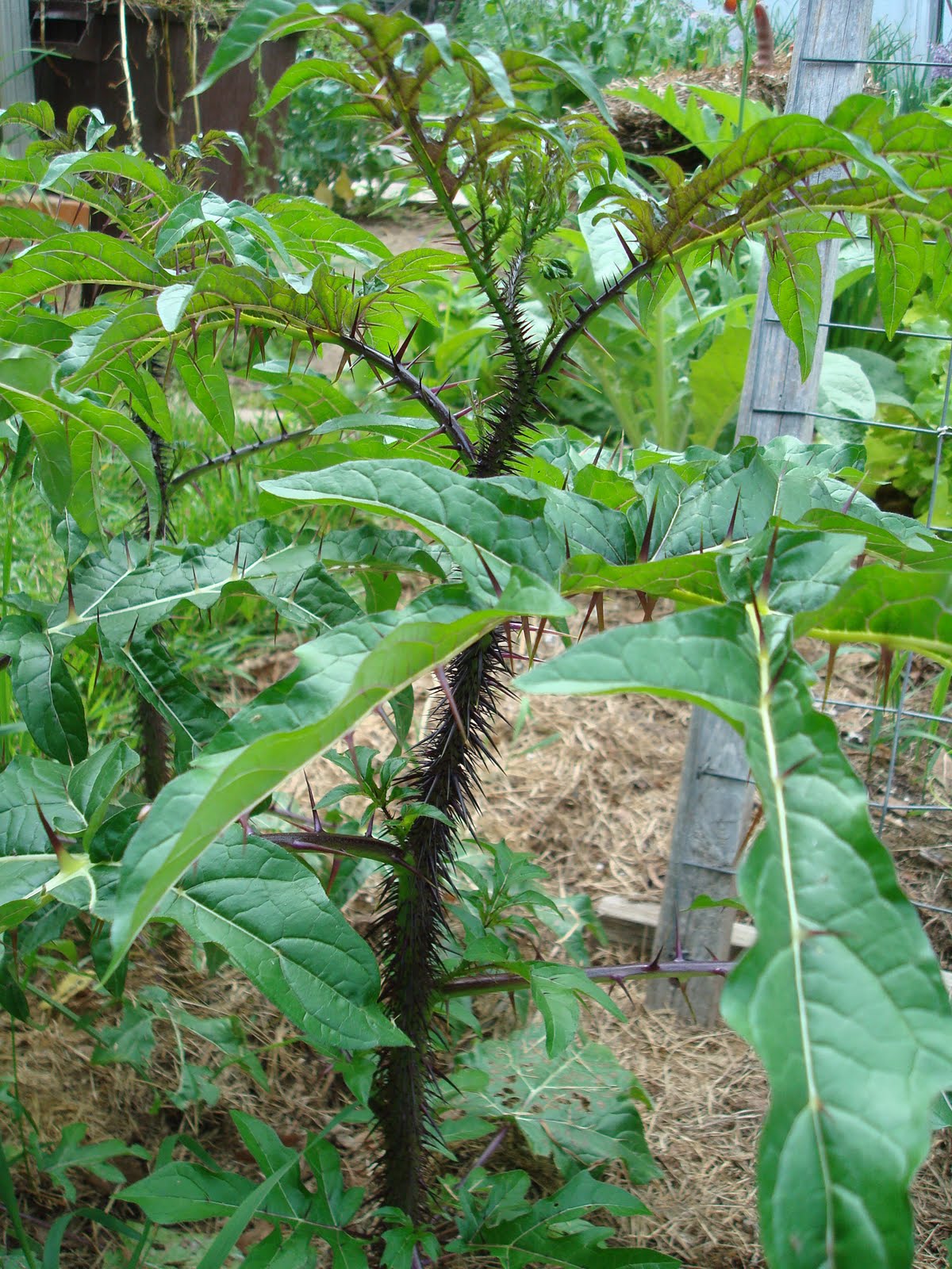 The Vegetable Garden: July 2010