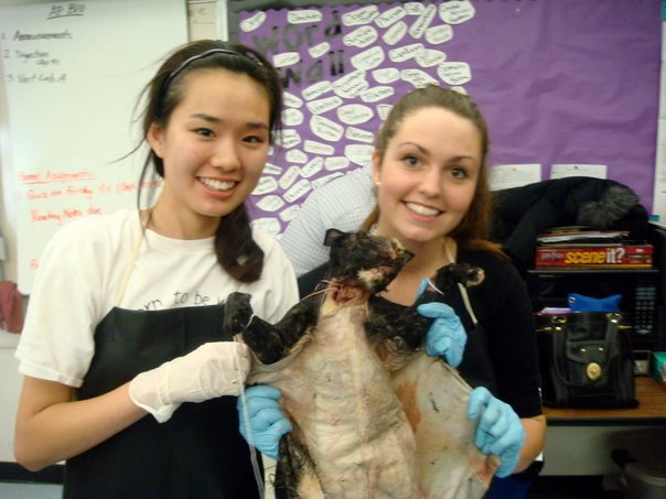 The Life of Elee: Animal Dissection