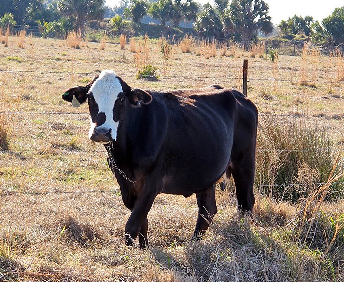 Florida Hikes and Other Outdoor Information : Florida’s “Wild” Cattle