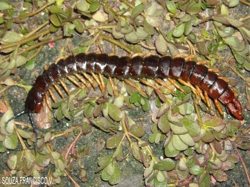 FAUNA E FLORA DO RN: Lacraia(Scolopendra viridicornis Newport, 1844 ...