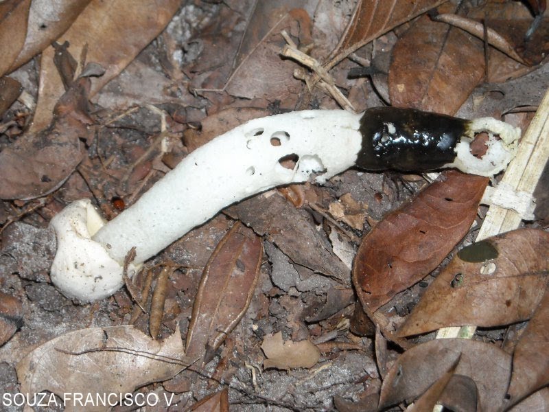 FAUNA E FLORA DO RN: Fungo Staheliomyces cinctus E. Fischer. ; Fungos do RN