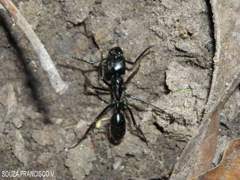 FAUNA E FLORA DO RN: Formiga Tocandira(Dinoponera quadriceps); Fauna do ...